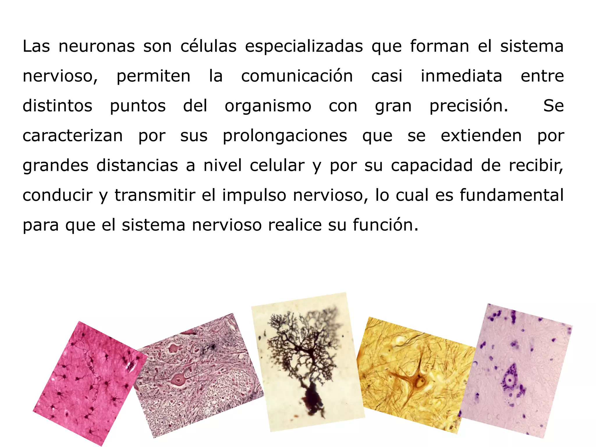 Tipos de neuronas | PPT