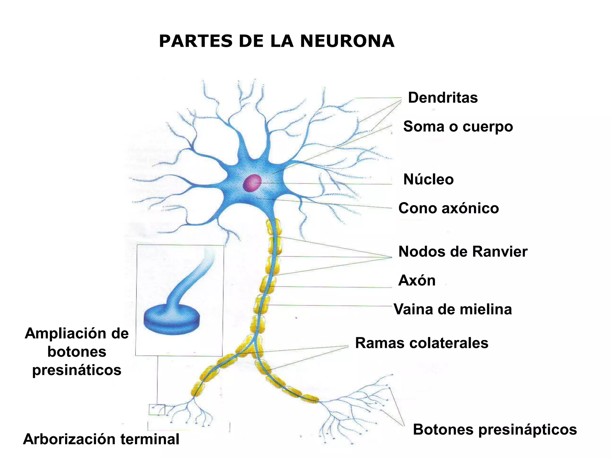 Tipos de neuronas | PPT