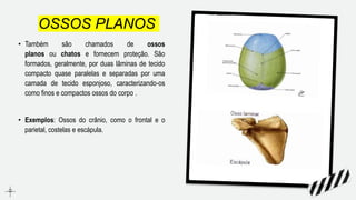TIPOS DE OSSOS o corpo humano enfer.pptx