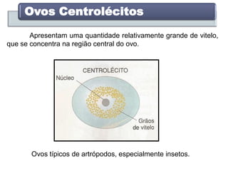Tipos de ovos e clivagem. pptx | PPT - verloop.io
