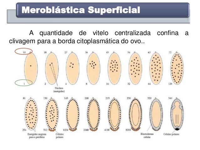 Tipos de ovos e clivagem. pptx