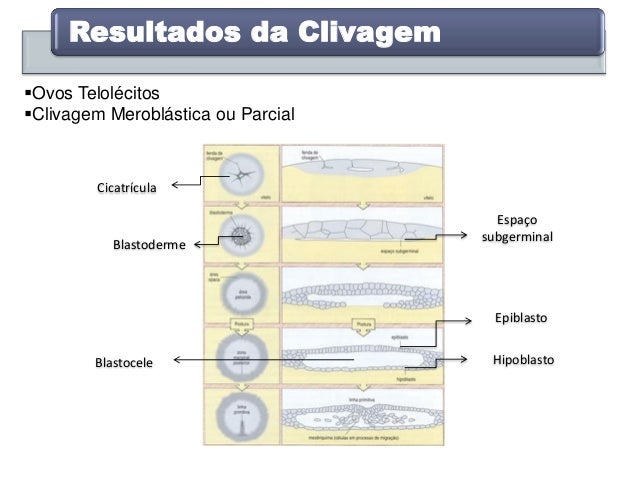 Tipos de ovos e clivagem. pptx