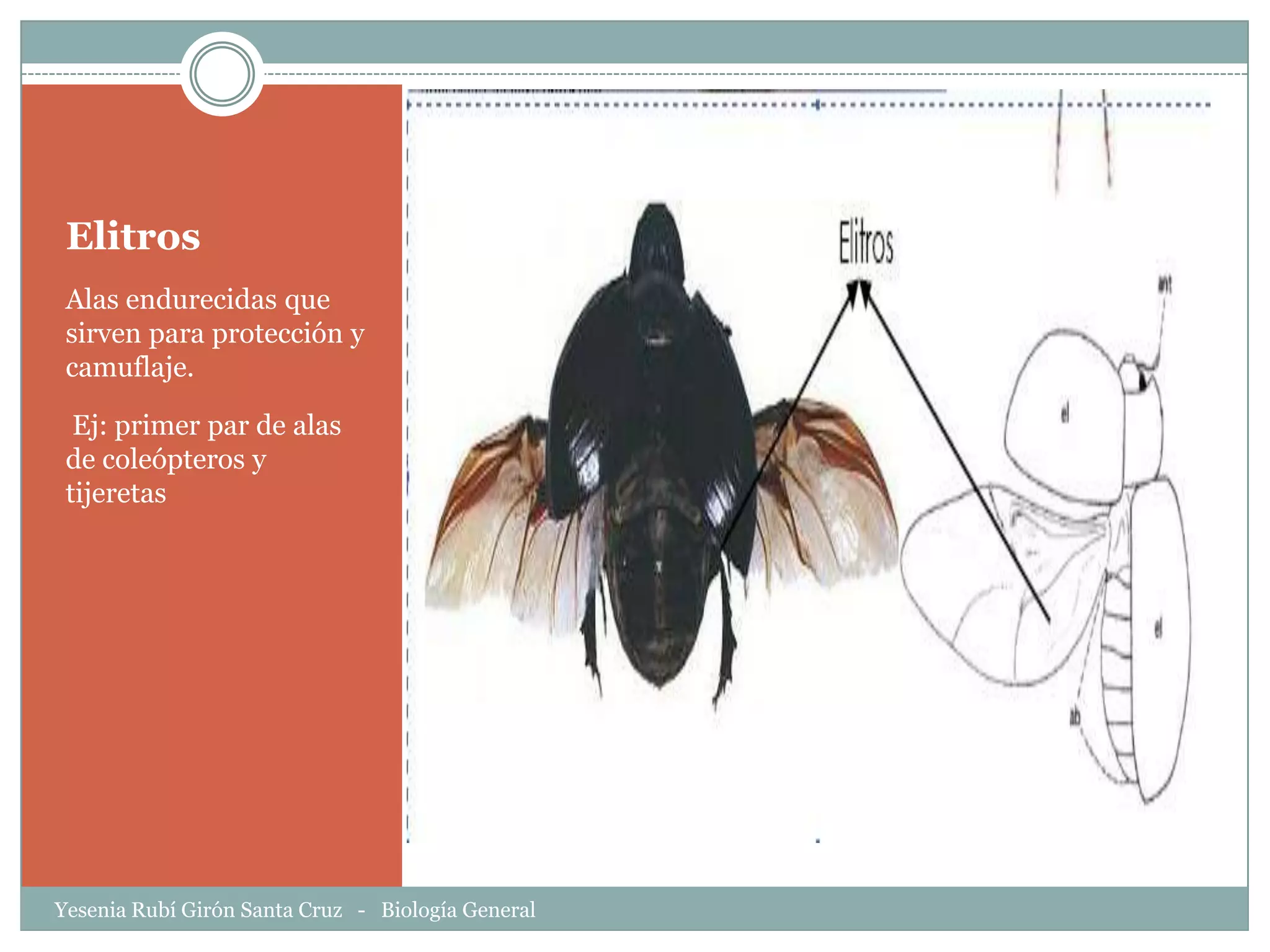Tipos de patas y tipos de alas en los Artropodos | PPTX