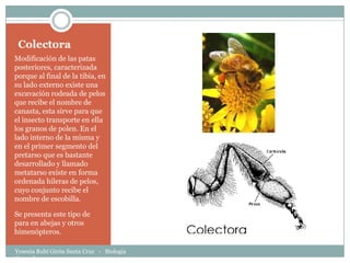 Tipos de patas y tipos de alas en los Artropodos | PPTX