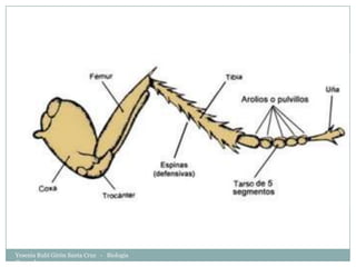 Tipos de patas y tipos de alas en los Artropodos | PPTX