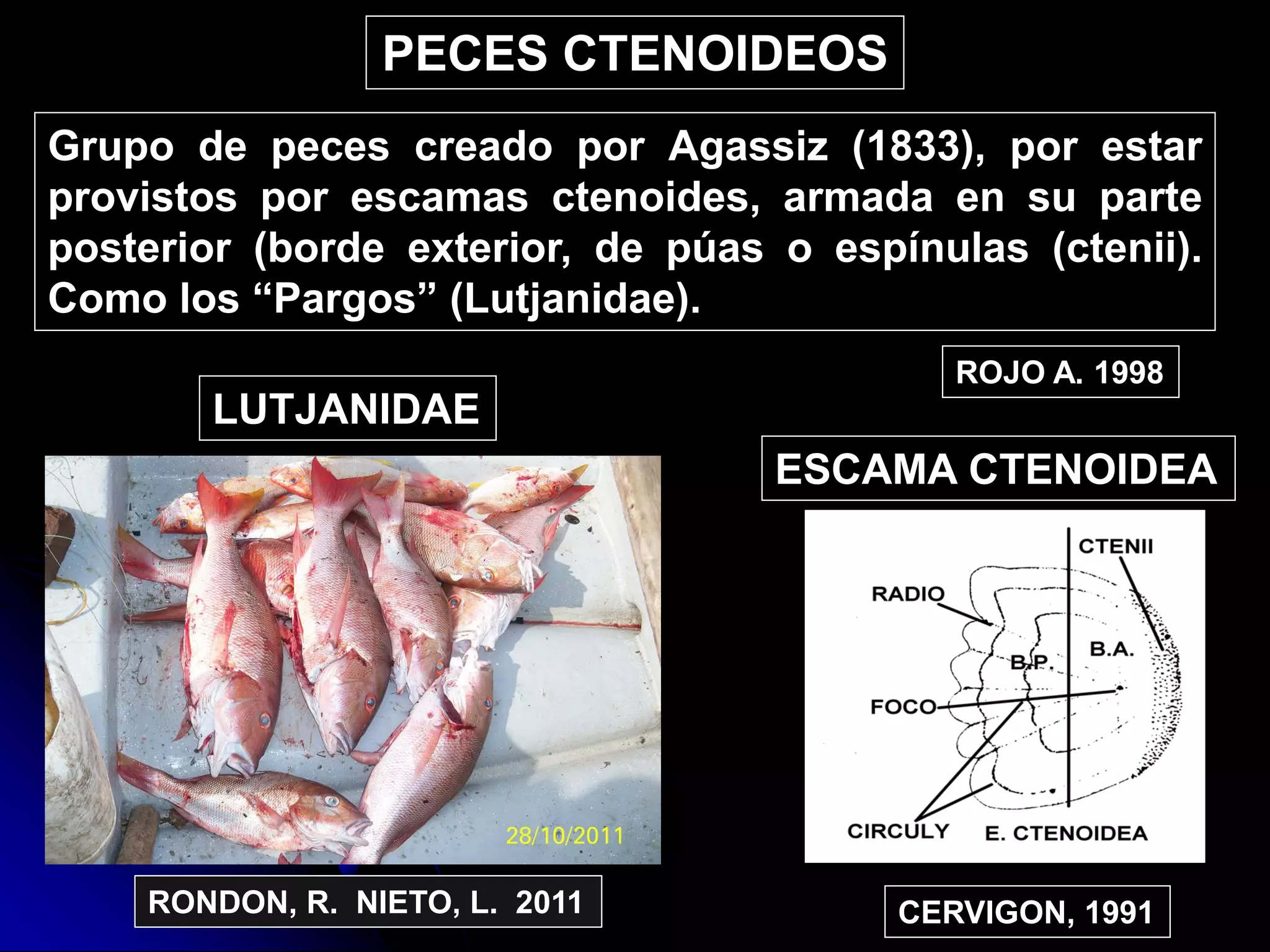 Tipos de peces 1 | PPT
