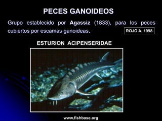 Tipos de peces 1 | PDF