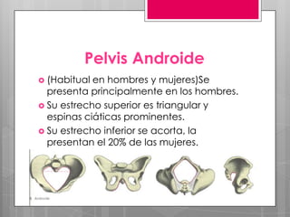 Tipos de pelvis(2) | PPTX