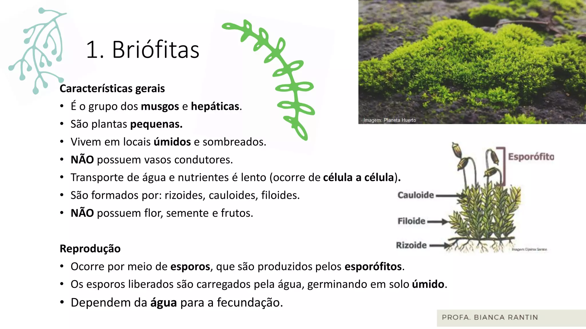 Classificação das plantas - briófitas, pteridófitas, gimnospermas e ...