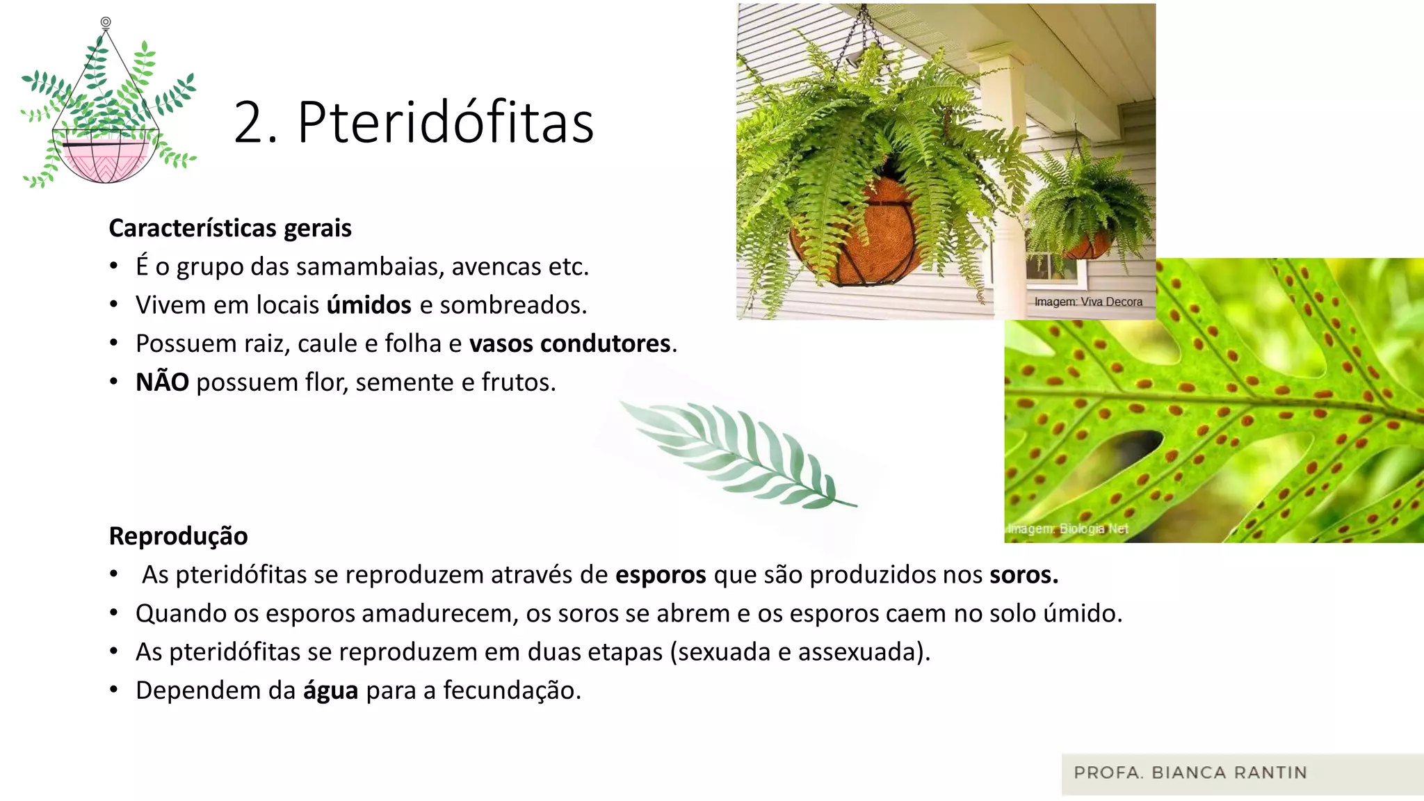 Classificação das plantas - briófitas, pteridófitas, gimnospermas e ...