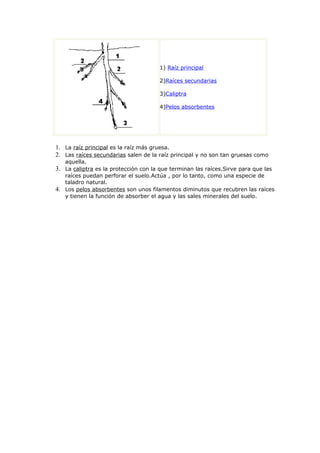 Tipos de raíces | DOC