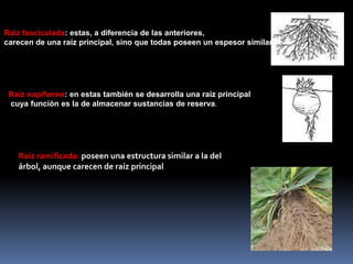 Tipos de raices | PPTX