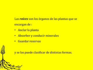 Tipos de raices | PPTX