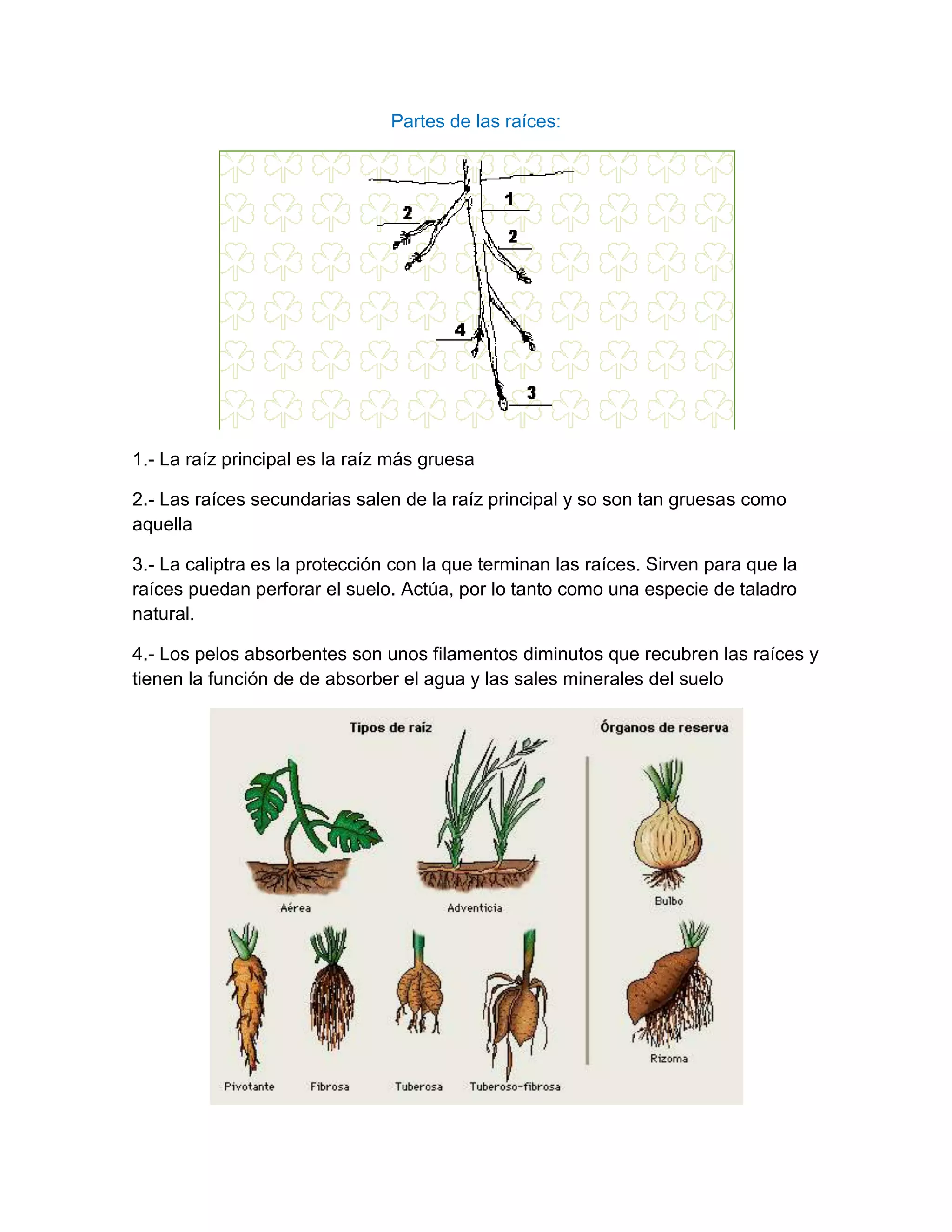 Tipos De Raices Y Hojas | DOCX