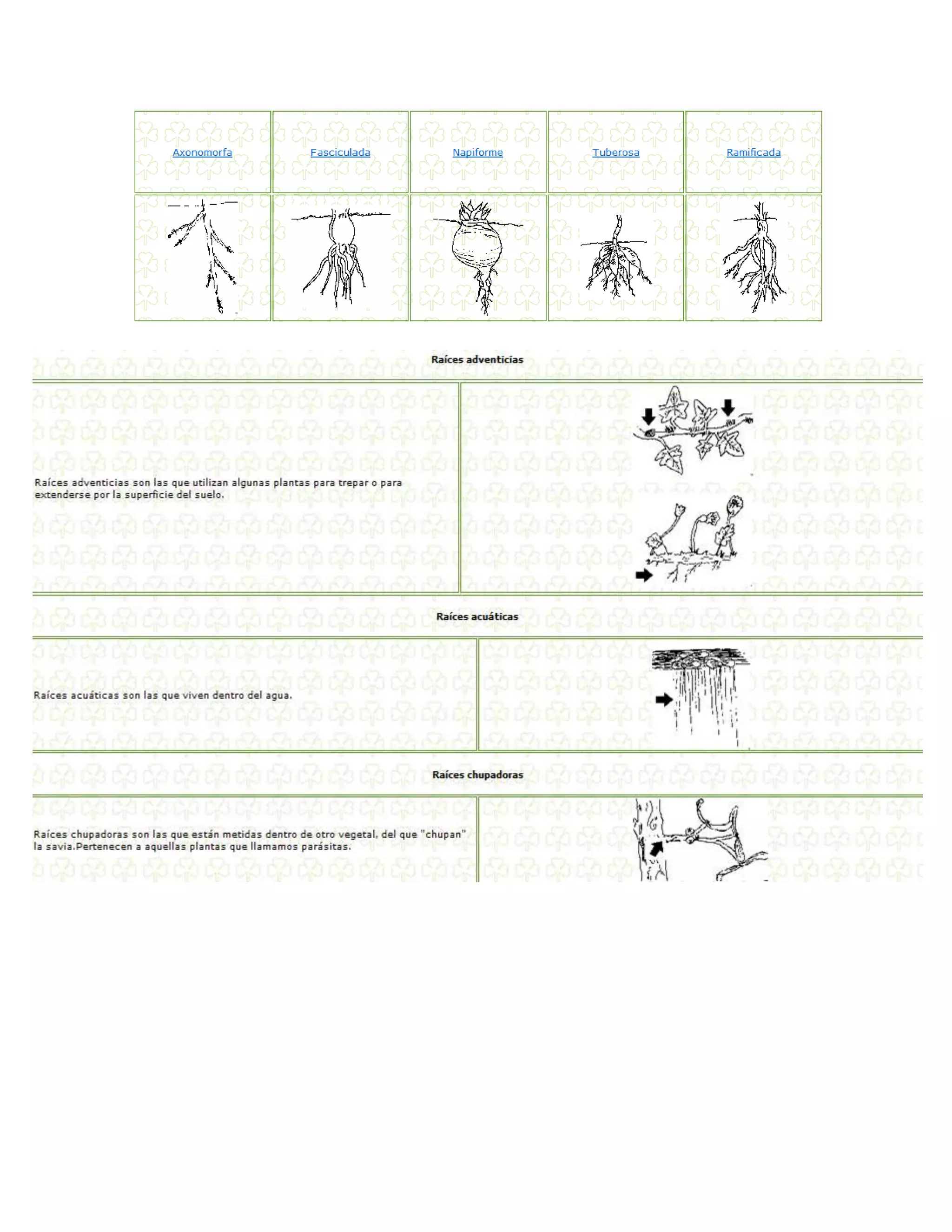 Tipos De Raices Y Hojas | DOCX