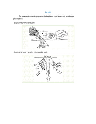 Tipos De Raices Y Hojas | DOCX