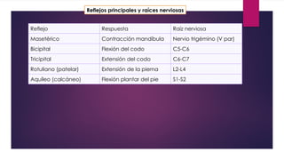 Tipos de reflejos miotendinosos en el cuerpo humano.pptx