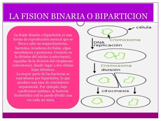Biparticion O Fision Binaria - slingo