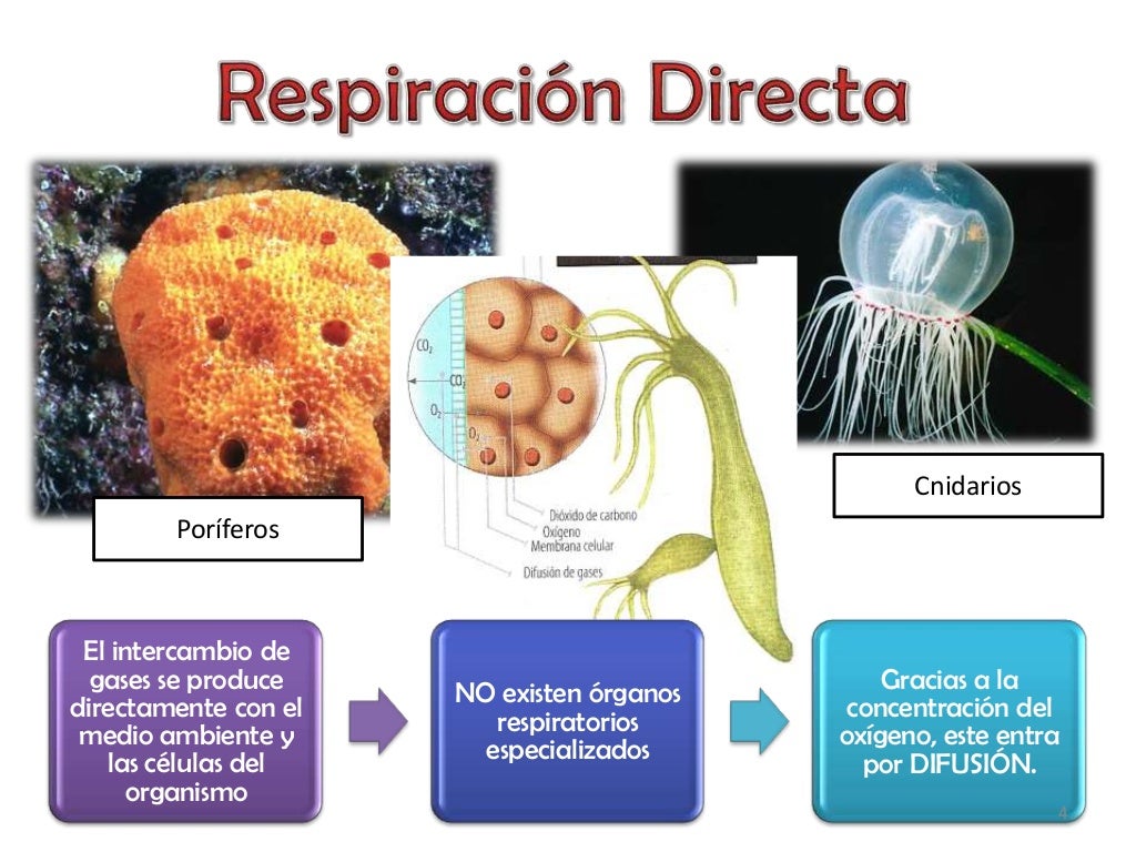 Tipos de respiración