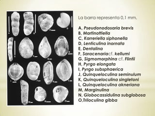 Tipos de rocas a muestrear para recolectar microfósiles | PPTX