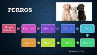 El Perro Tiene Tipo De Sangre