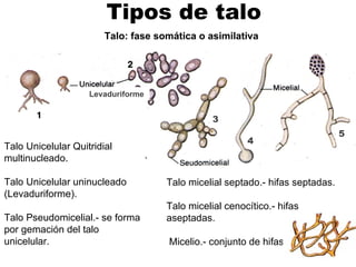 Tipos de talos fungales y fungoides | PPT