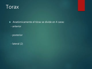 Tipos de torax | PPTX