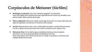 Tipos principales de corpúsculos y receptores en la piel. presentacion ...