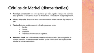 Tipos principales de corpúsculos y receptores en la piel. presentacion ...