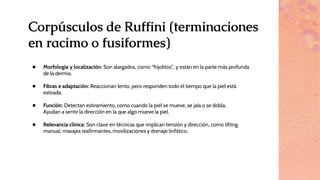 Tipos principales de corpúsculos y receptores en la piel. presentacion ...
