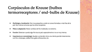 Tipos principales de corpúsculos y receptores en la piel. presentacion ...