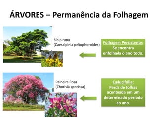 Tipos vegetais aplicados ao paisagismo | PPT
