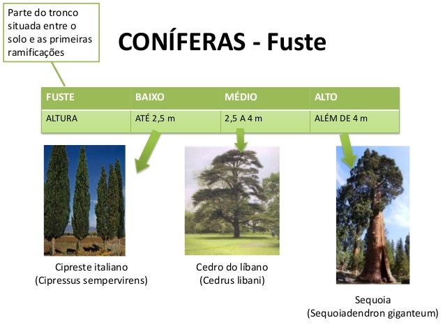 Tipos vegetais aplicados ao paisagismo