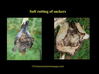 Tip over disease of banana | PPT