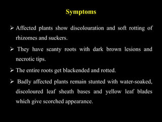 Tip over disease of banana | PPT