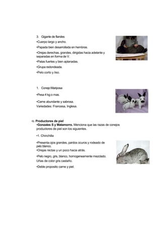 Tipo de cuyes y razas de conejos | PPTX
