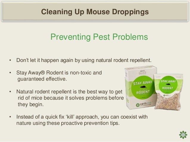 Tips for Cleaning Up Mouse Droppings