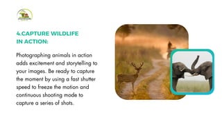 Tips for capturing stunning photos on the safari.pptx
