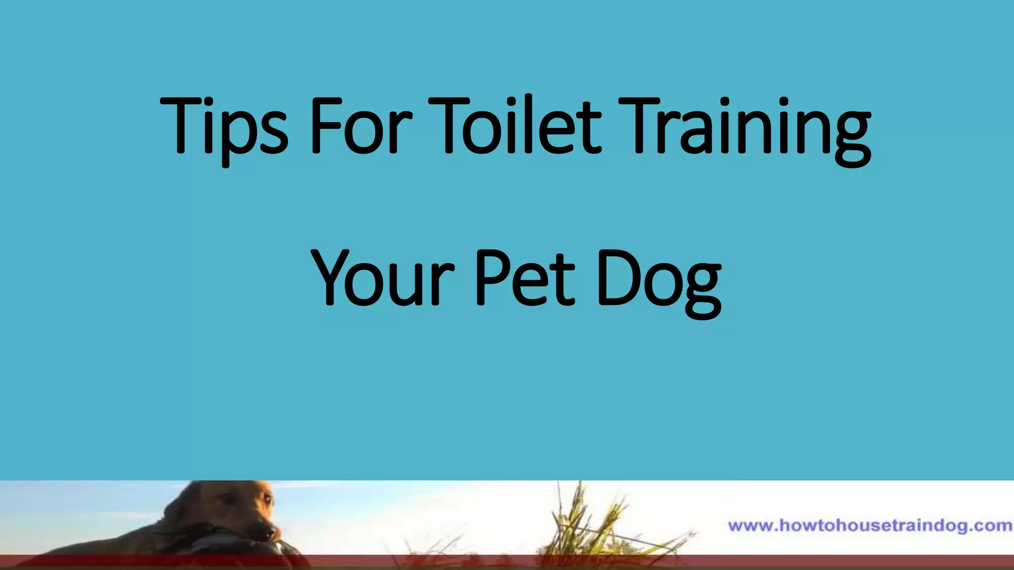 Tips for toilet training your pet dog | PPTX