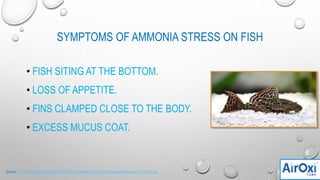 Tips to clean your fish pond | PPTX