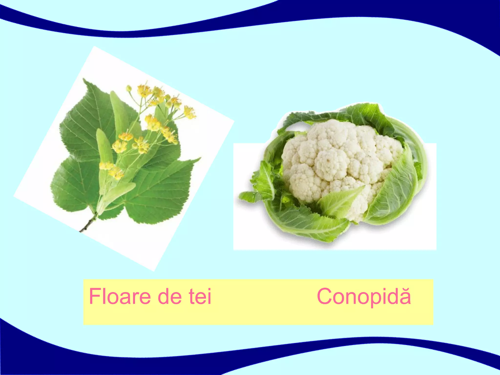 Tipuri de flori | PPT