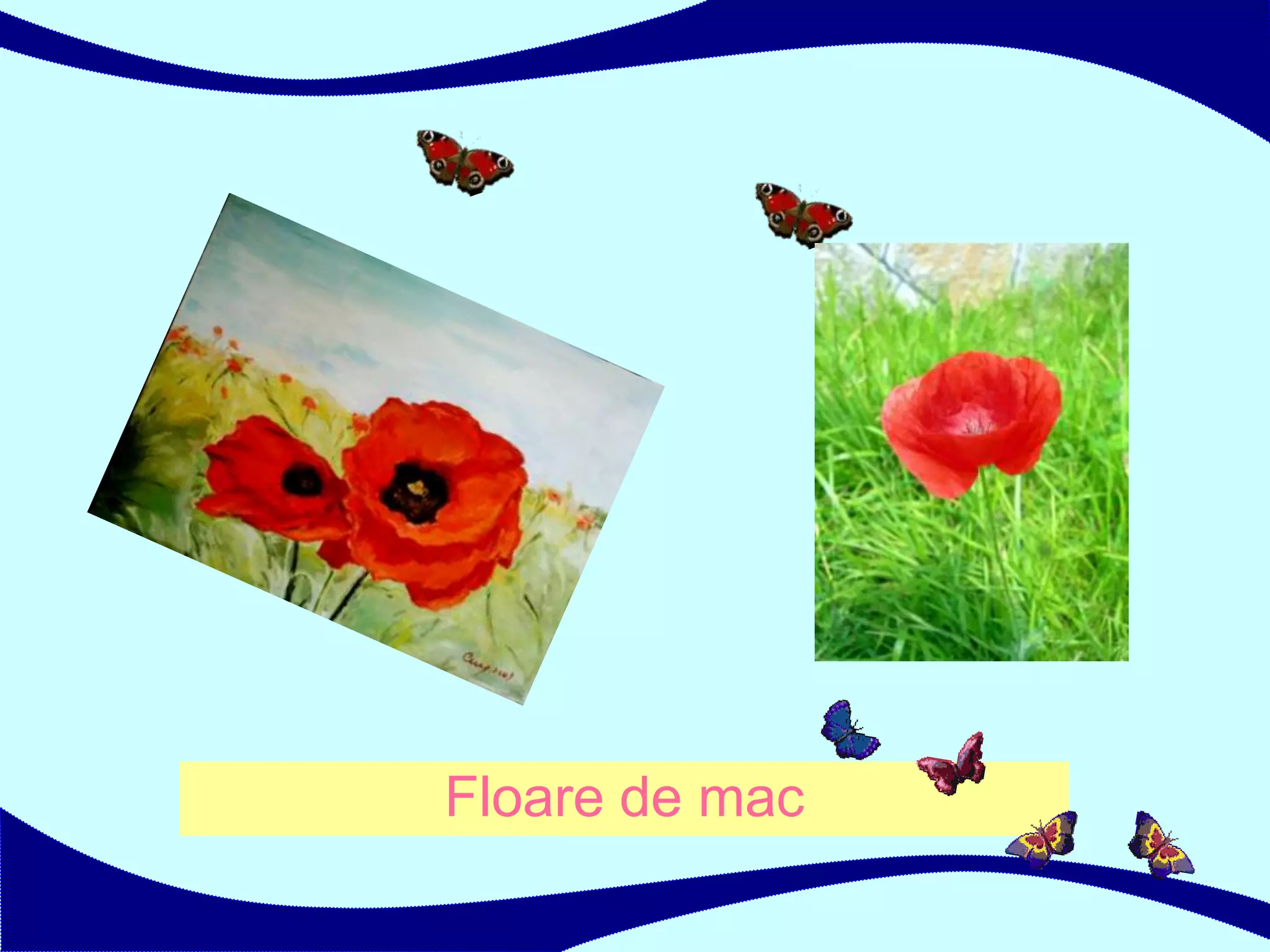 Tipuri de flori | PPT