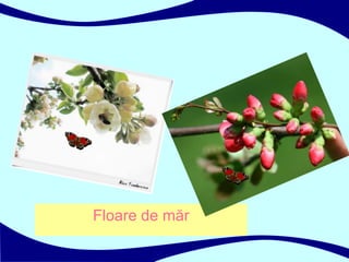 Tipuri de flori | PPT