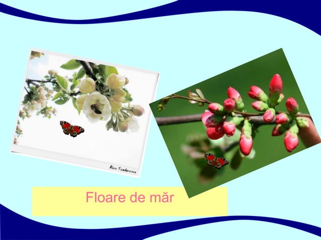 Tipuri de flori | PDF