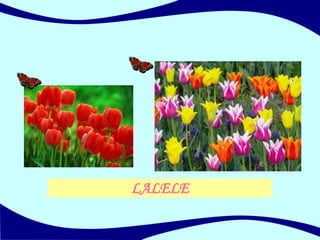 Tipuri de flori | PPT