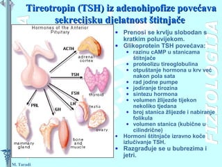 Metabolički hormoni štitnjače | PPT