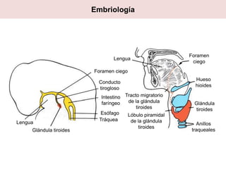 Embriología Del Foramen Ciego