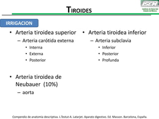 Tiroides | PPTX