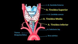 Tiroides | PPTX