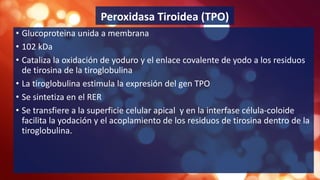 Tiroides Anatomía y Fisiología | PPTX